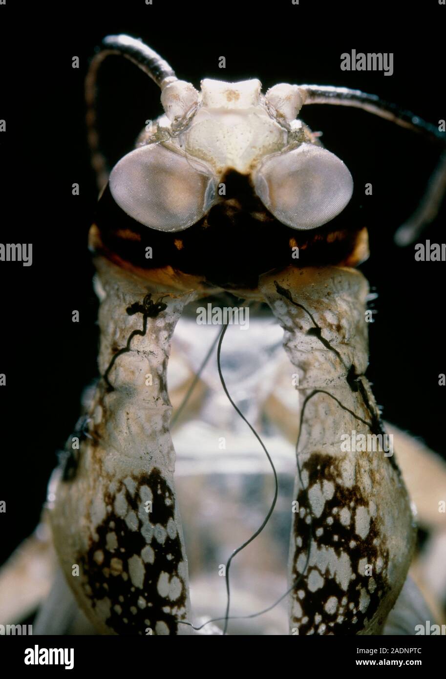 Desert locust. Macrophotograph of the discarded skin (molt) of a desert ...