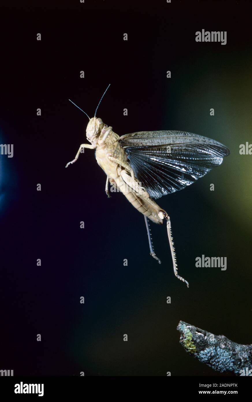 Egyptian grasshopper. High-speed photograph of an Egyptian grasshopper ...