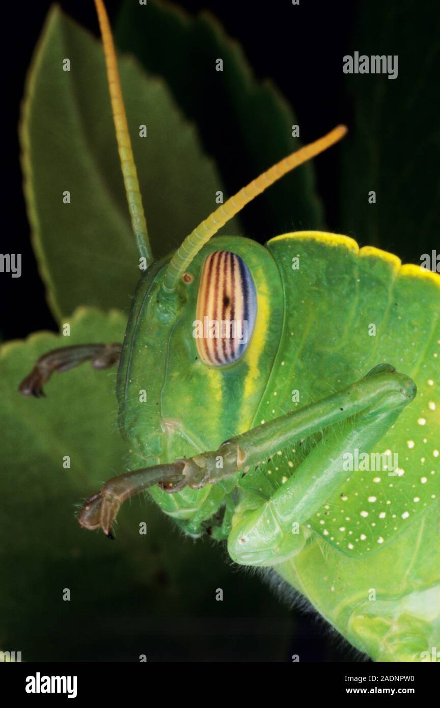 Egyptian cricket head. Macrophotograph of the head of an Egyptian ...
