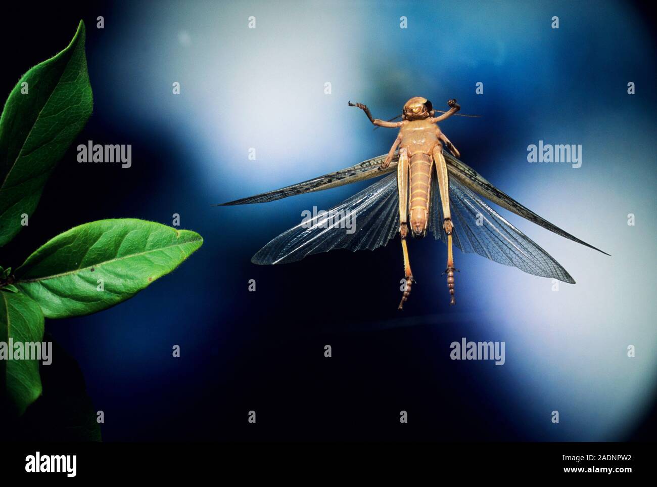 Locust. High-speed insect-eye view of a locust (order Orthoptera) in ...