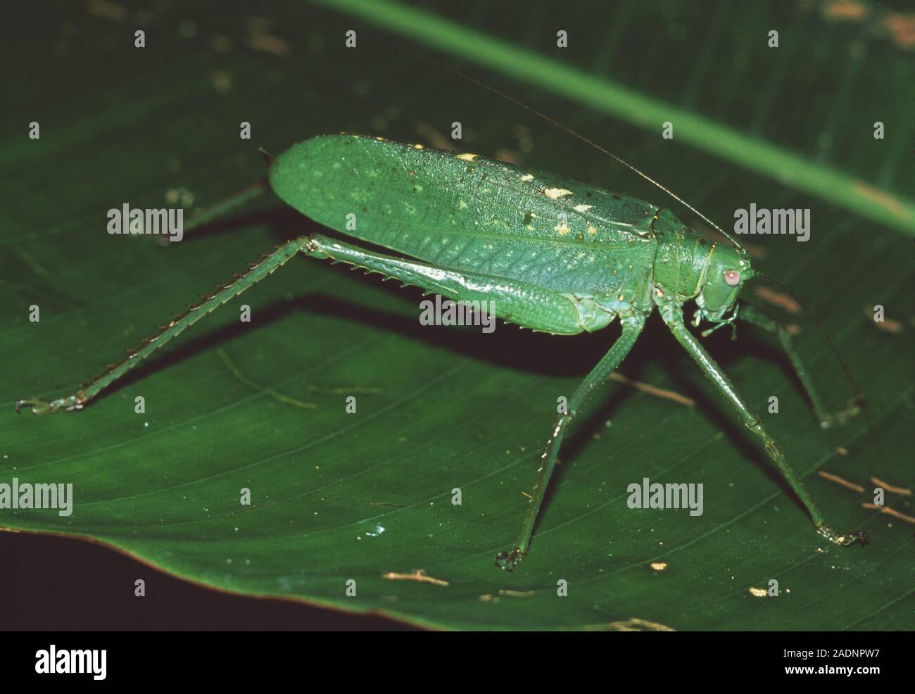 Bush cricket (family Tettigoniidae) resting on a rainforest leaf. Bush ...