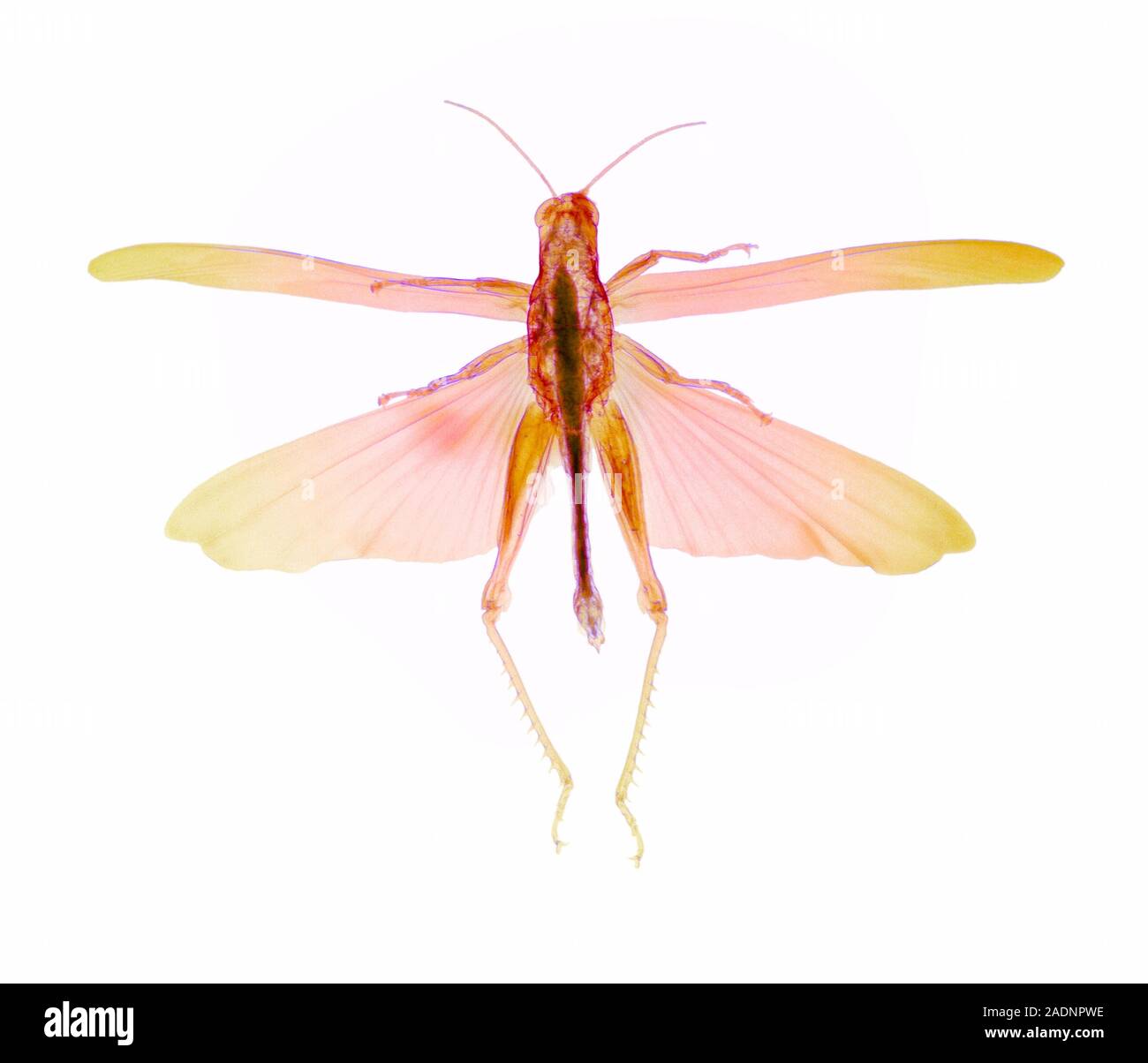 Cricket (order Orthoptera), coloured X-ray. The cricket has well ...