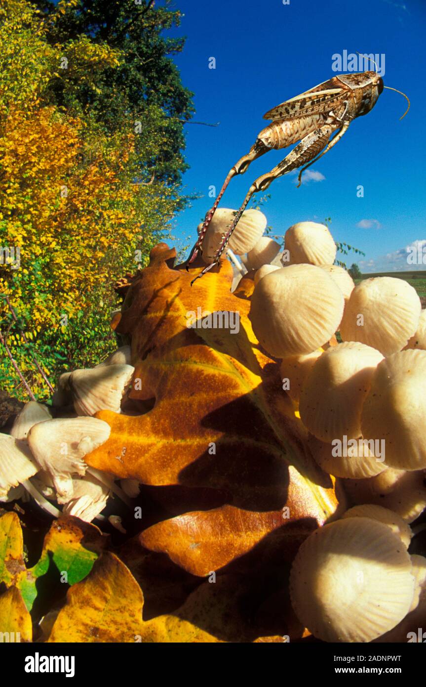 Grasshopper (Calliptamus sp.) in mid-jump from a fallen leaf among ...