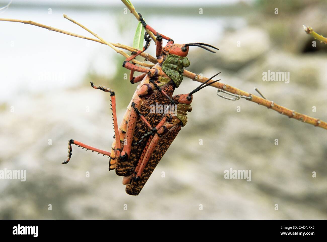 Milkweed locusts (Phymateus morbillosus) mating in a tree. Milkweed ...