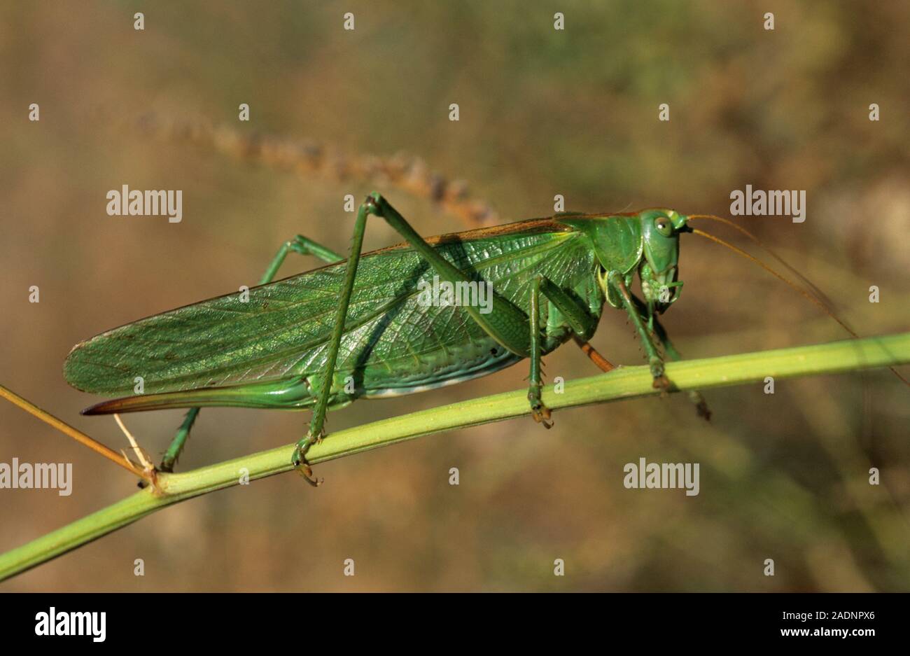 Great green bush-cricket (Tettigonia viridissima) sitting on a branch ...