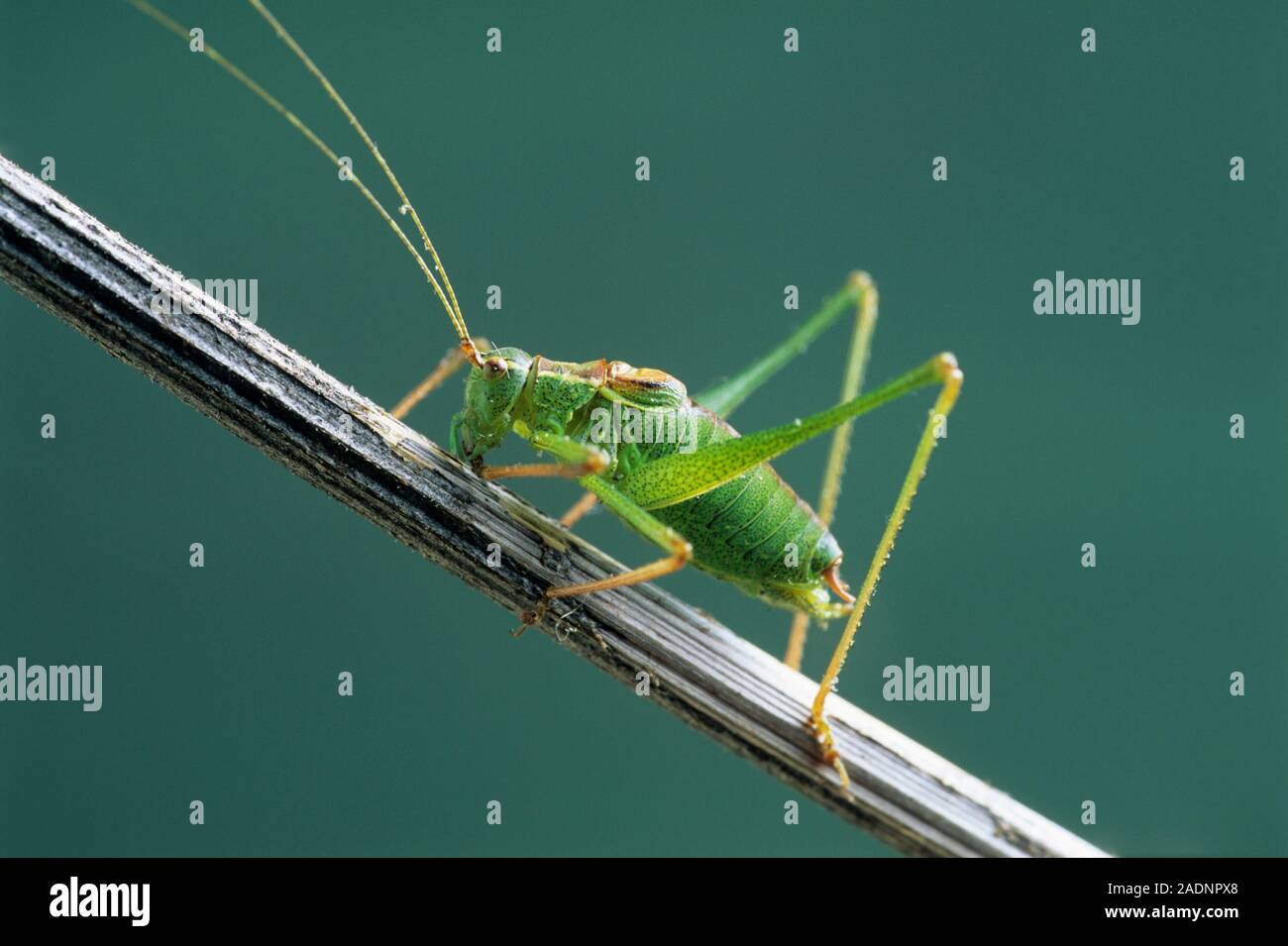 Bush cricket (family Tettigoniidae). These insects can be separated ...