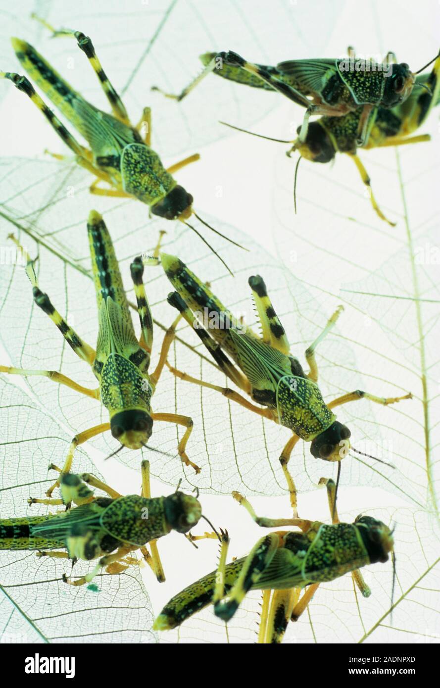 Locusts (Family Pyrgomorphidae). Locusts are a type of grasshopper ...