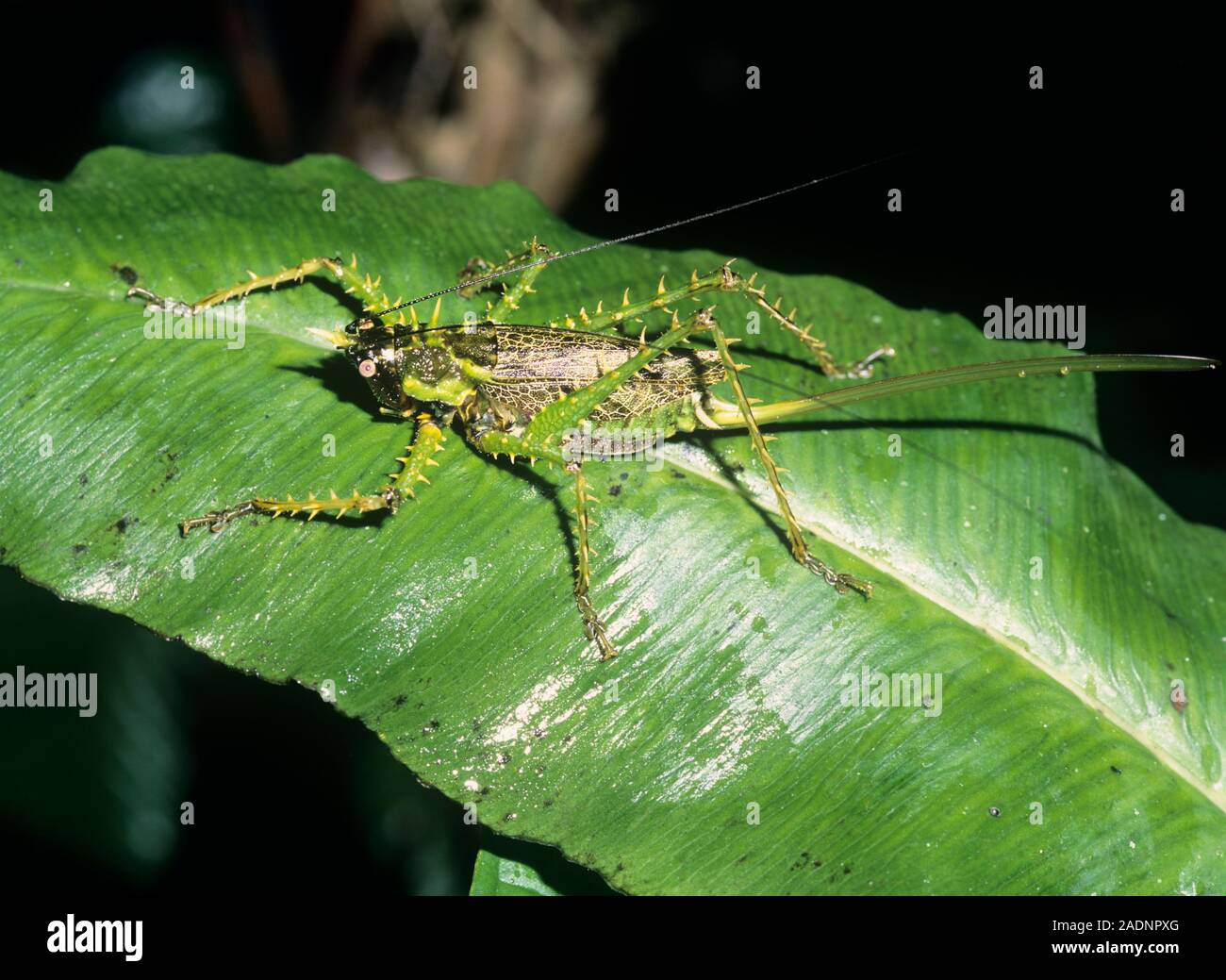 Spiny bush cricket (subfamily Eneopterinae) camouflaged against a leaf ...