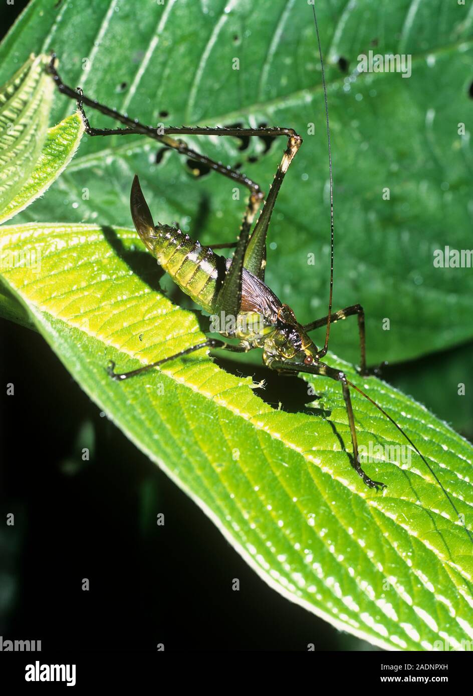 Bush cricket (subfamily Eneopterinae) camouflaged against a leaf ...