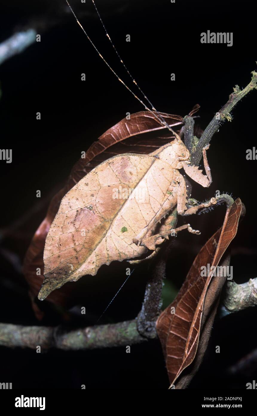 Leaf-mimic bush cricket (family Pseudophyllidae) on a twig. Its body is ...
