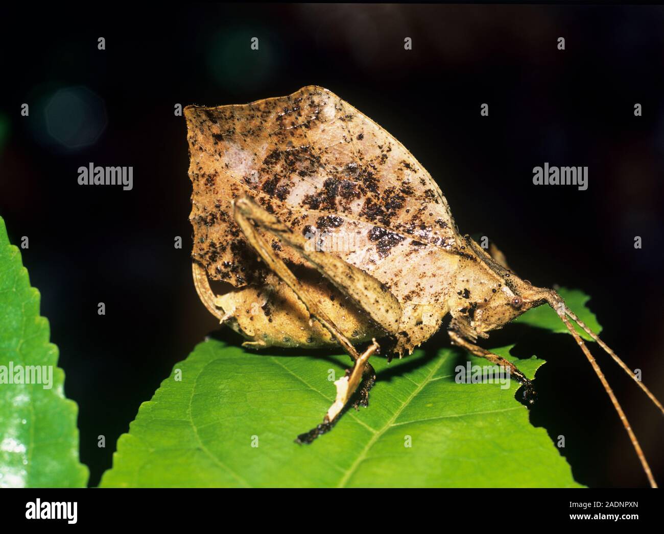 Leaf mimic bush cricket (family Pseudophyllidae) feeding on a leaf. The ...