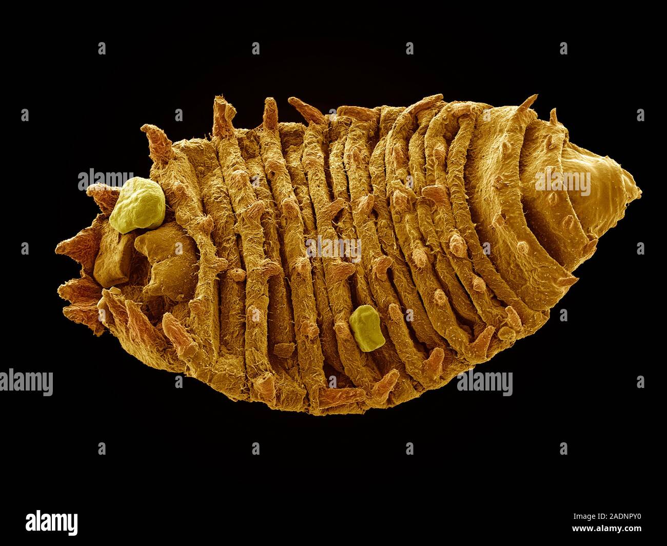 Insect larva. Coloured scanning electron micrograph (SEM) of an insect ...