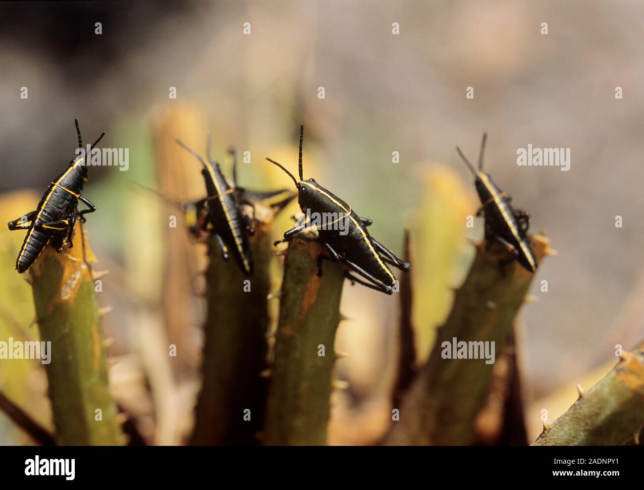Eastern lubber grasshopper nymphs (Romalea guttata). Photographed in Gainesville, Florida, USA ...