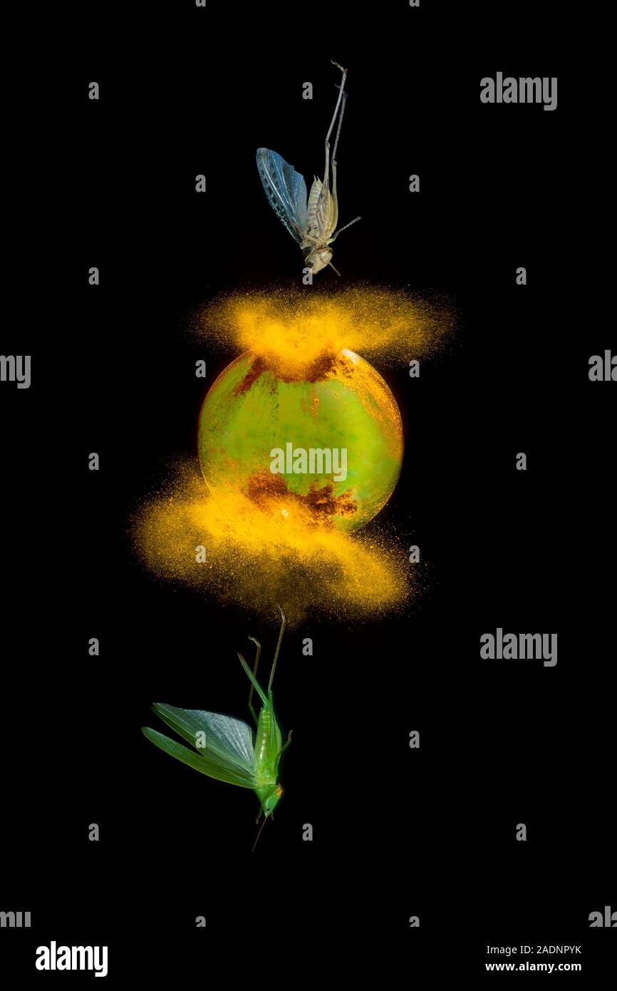 Crickets. High-speed photograph of two crickets in flight illustrating ...