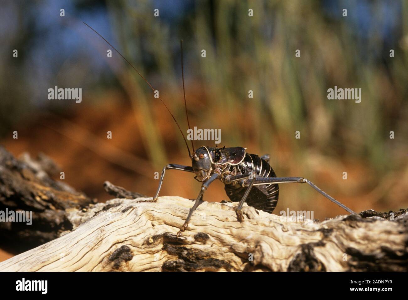 Armoured bush cricket (Acanthoplus discoidalis). This insect is a major ...