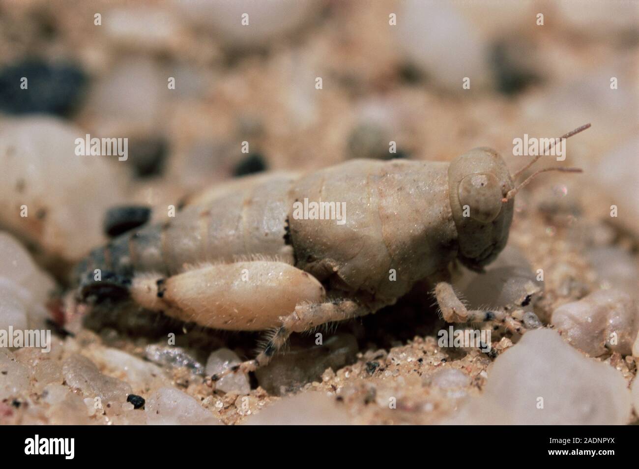 Stone mimic grasshopper (Order Orthoptera). Photographed in Namibia ...
