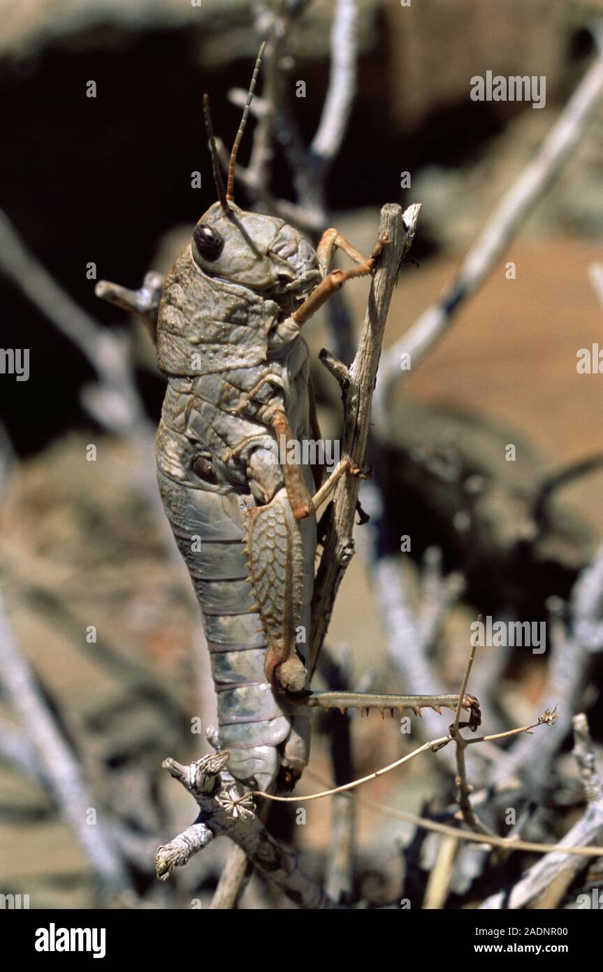 Large desert grasshopper. Photographed in Namibia, Africa Stock Photo ...