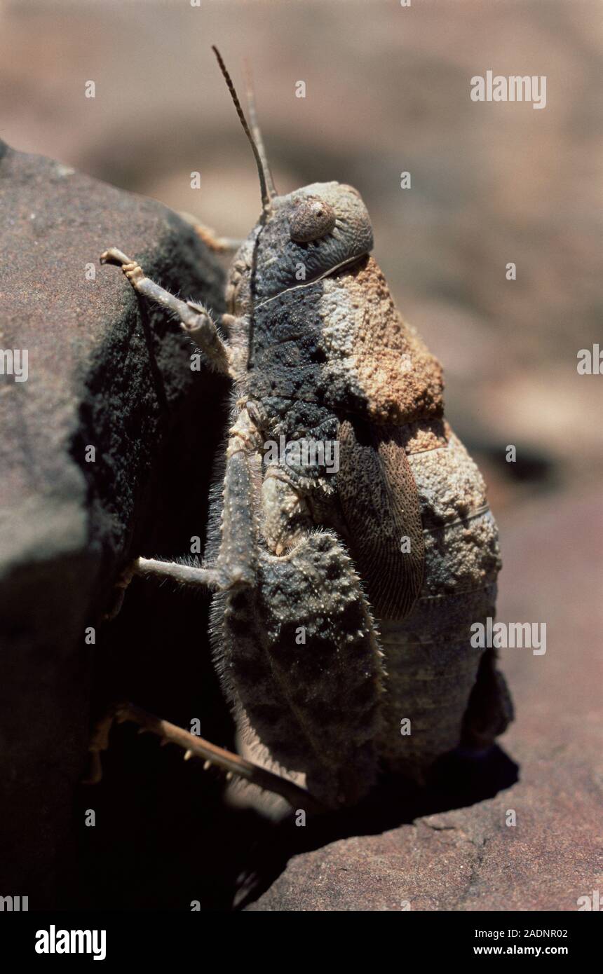 Stone mimic grasshopper (Order Orthoptera) amongst stones. Photographed ...