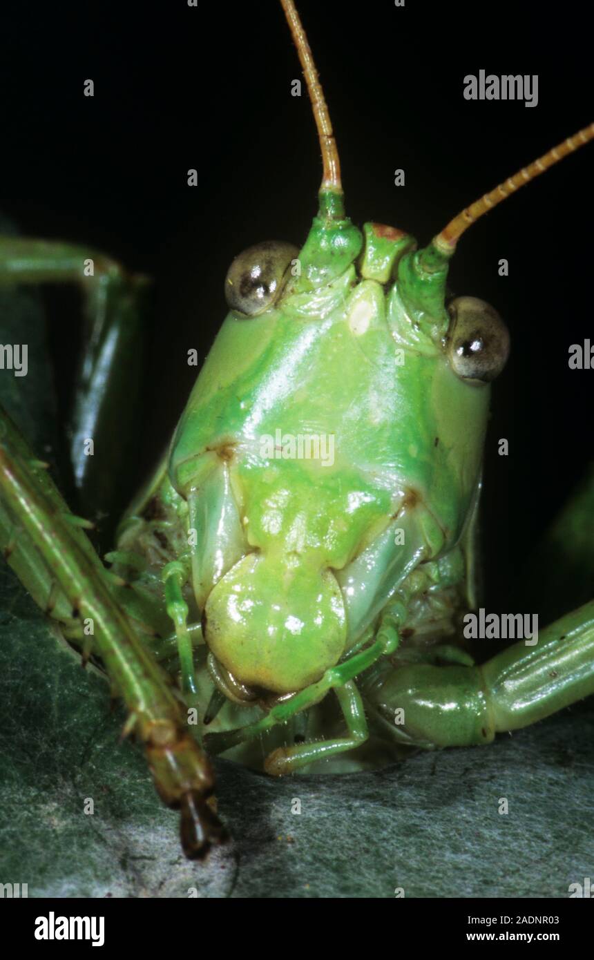 Great green bush-cricket head (Tettigonia viridissima Stock Photo - Alamy