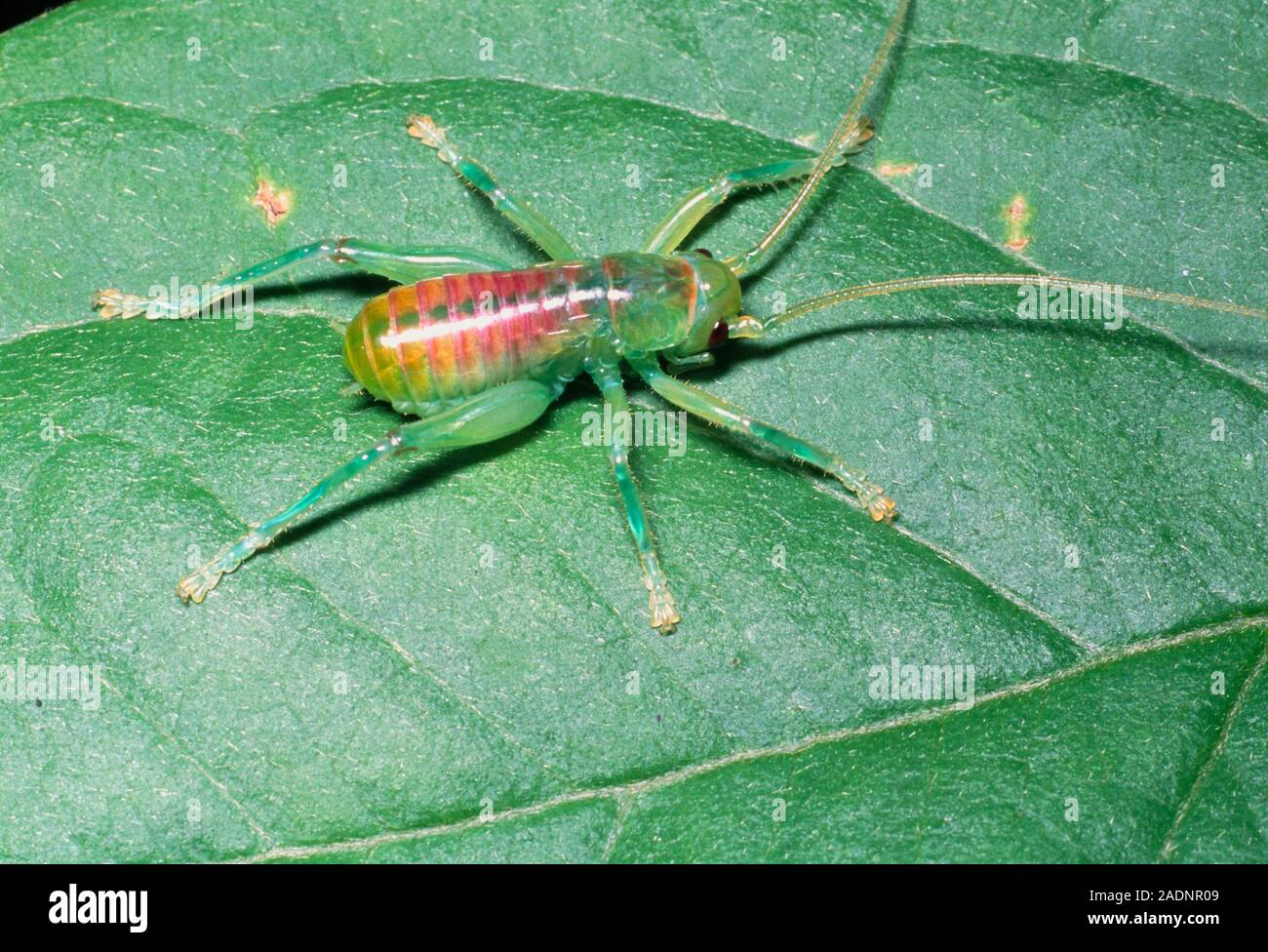 Bush-cricket nymph (Family Tettigoniidae) on a leaf in the understorey ...