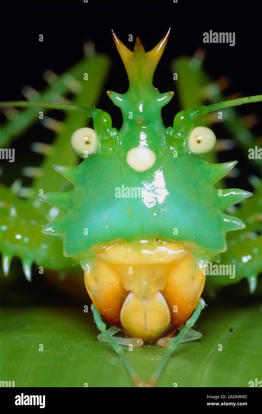 Spiny bush cricket (Panacanthus cuspidatus). Head of male nymph ...
