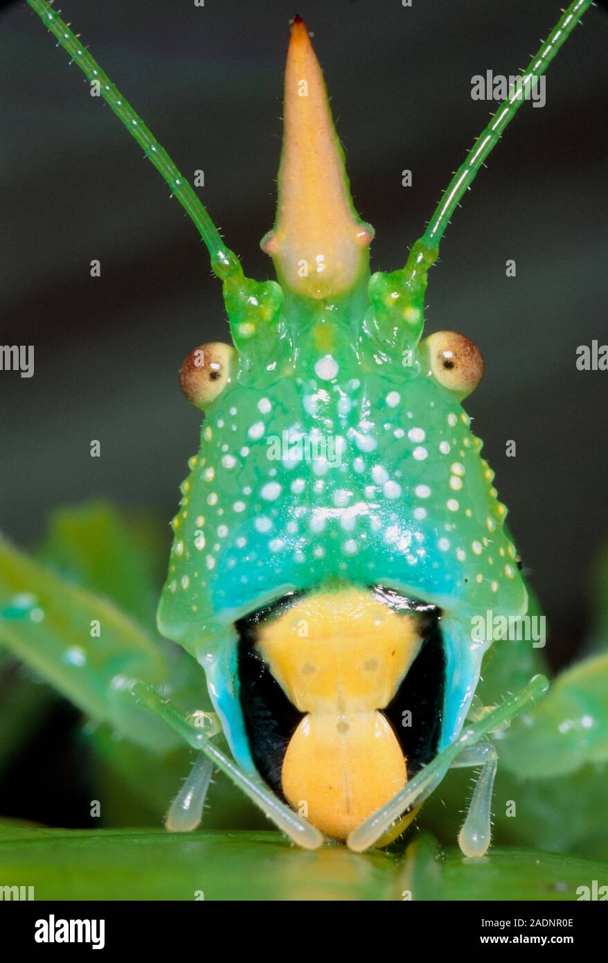 Rhinoceros bush cricket (Copiphora rhinoceros). Photographed in the ...