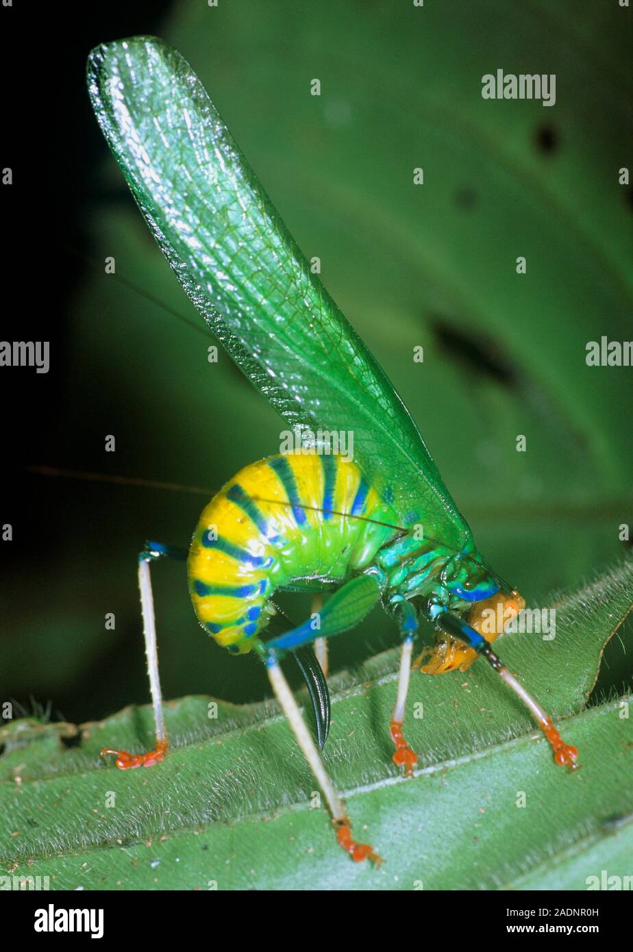 Threat display of a female bush cricket (Vestria sp.). This species is ...