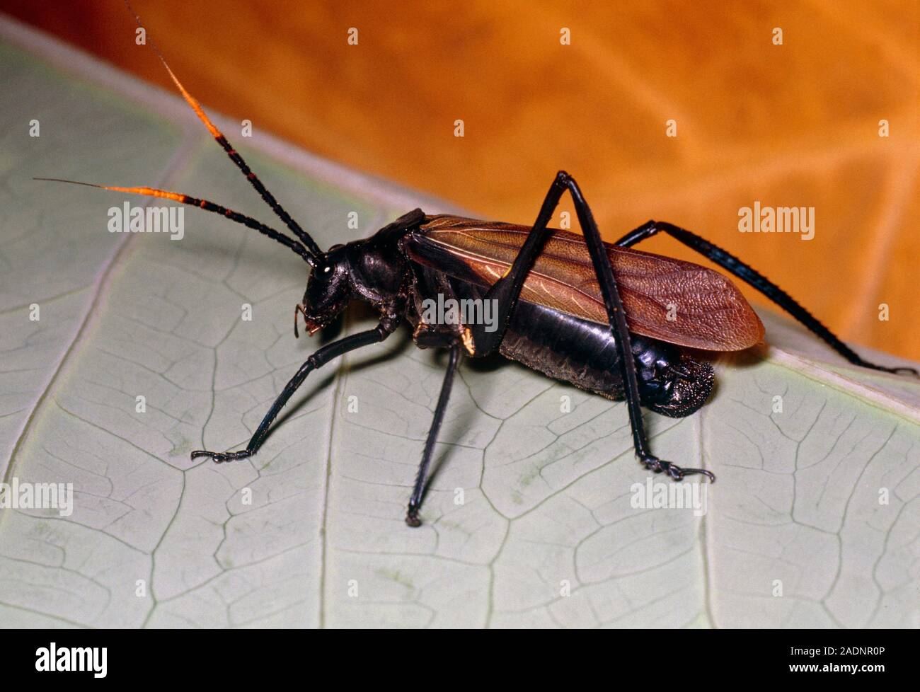 Wasp mimic bush cricket (Scaphura sp.) on a leaf in the Amazon ...