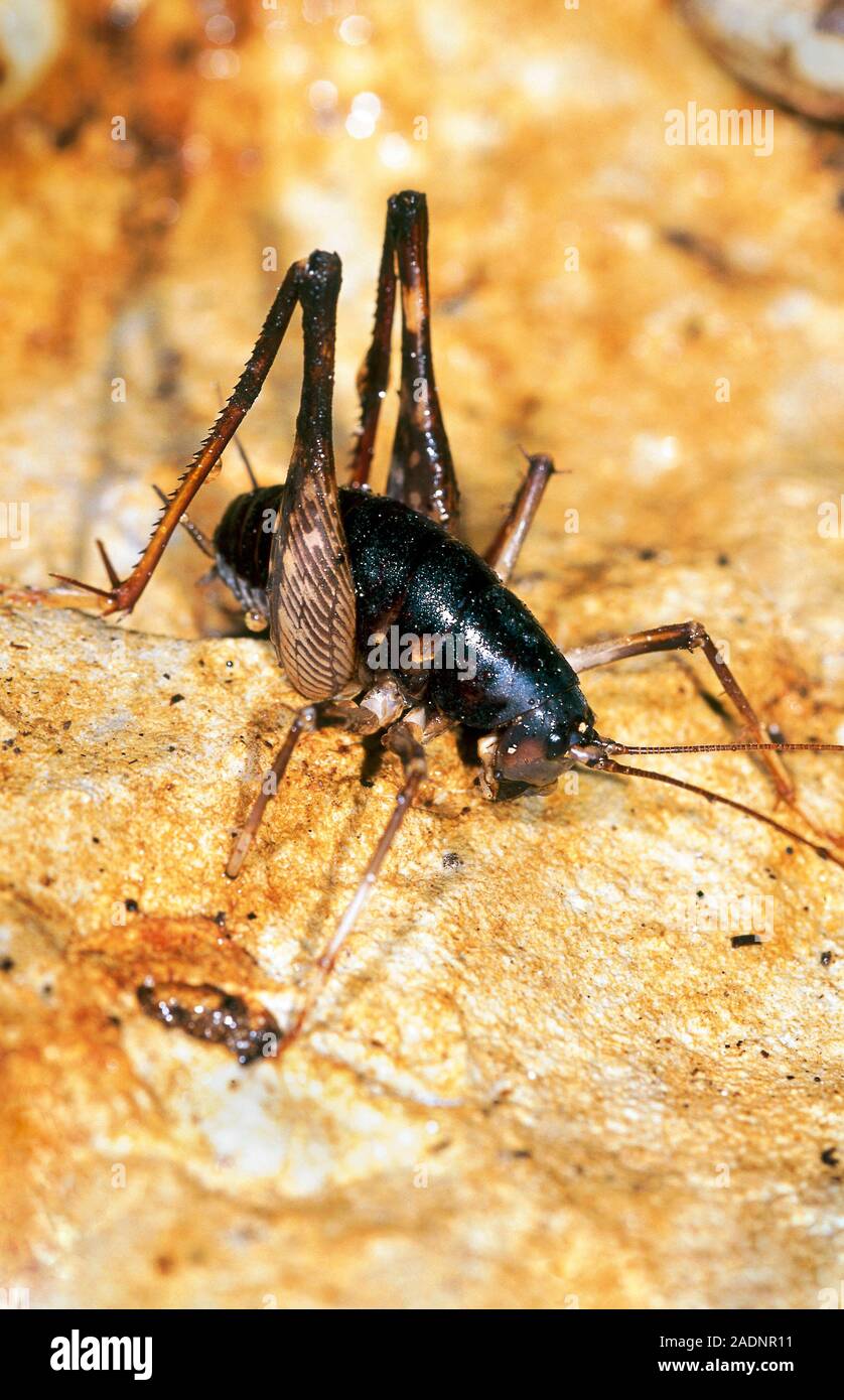 Cave cricket, Deer Cave, Borneo. Cave crickets belong to the ...