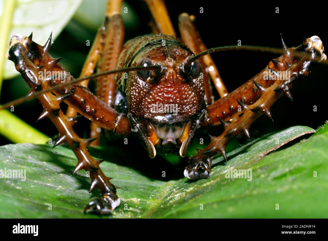Tettigoniidae Diet