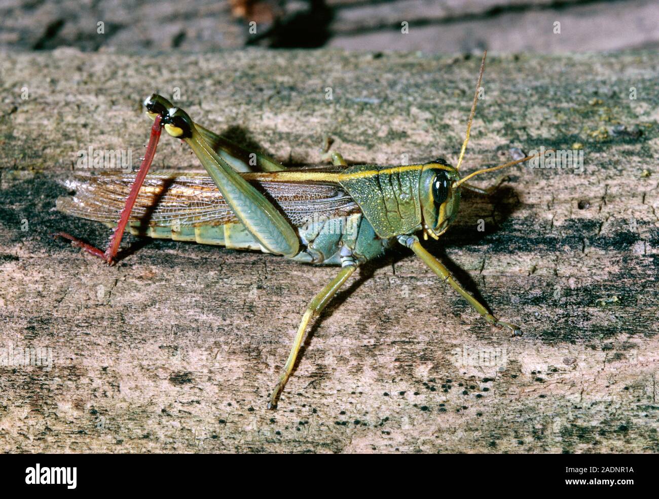 Red-legged grasshopper (Melanoplus femurrubrum) on wood Stock Photo - Alamy