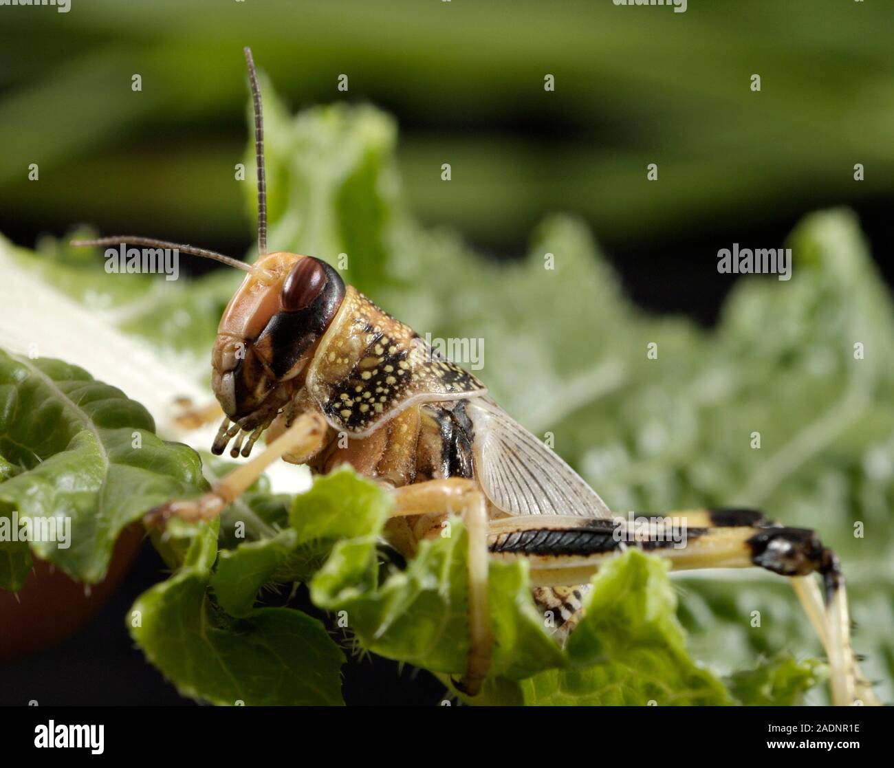 Desert locust nymph (Schitocerca gregaria) on a leaf. This nymph, also ...