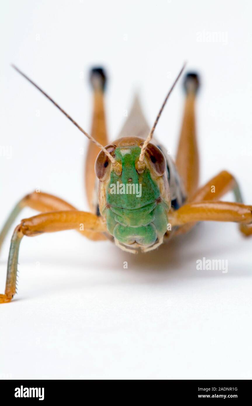 Grasshopper (Family Acrididae Stock Photo - Alamy
