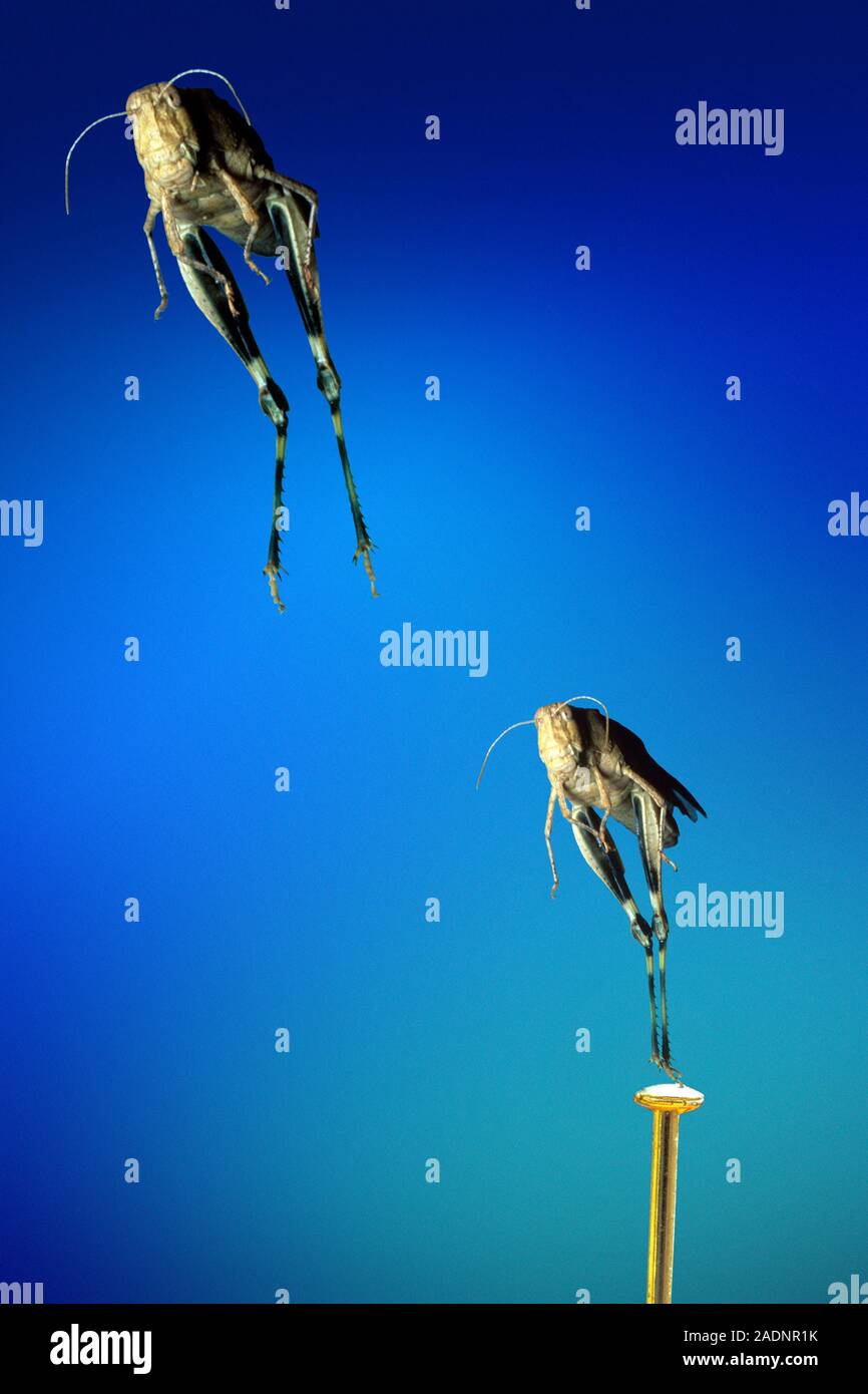 Grasshopper jumping. Composite high-speed photograph of a grasshopper ...