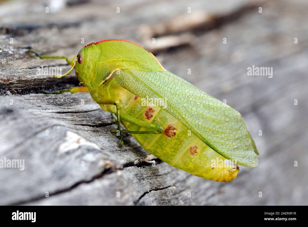 Male bladder grasshopper (Pneumora inanis) on dead wood. Bladder ...