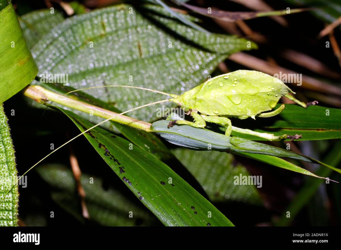 Leaf mimic bush cricket (family Tettigoniidae). This cricket mimics the ...