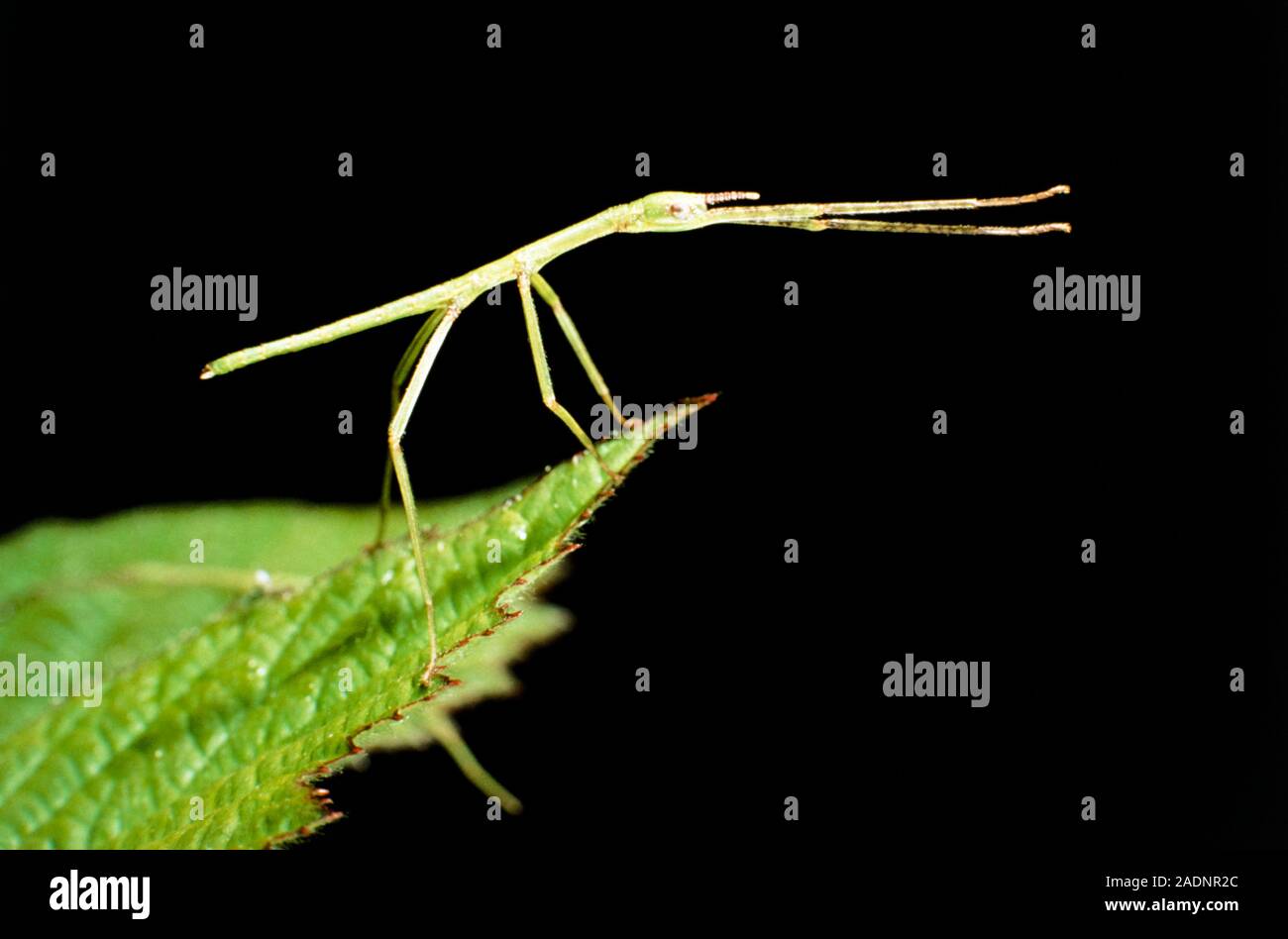 A newly hatched Queensland Titan stick insect, Acrophylla wulfingi. The ...