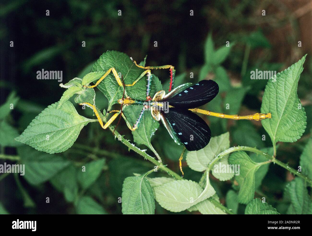 Male stick insect (Achrioptera punctipes) on a leaf. This stick insect ...