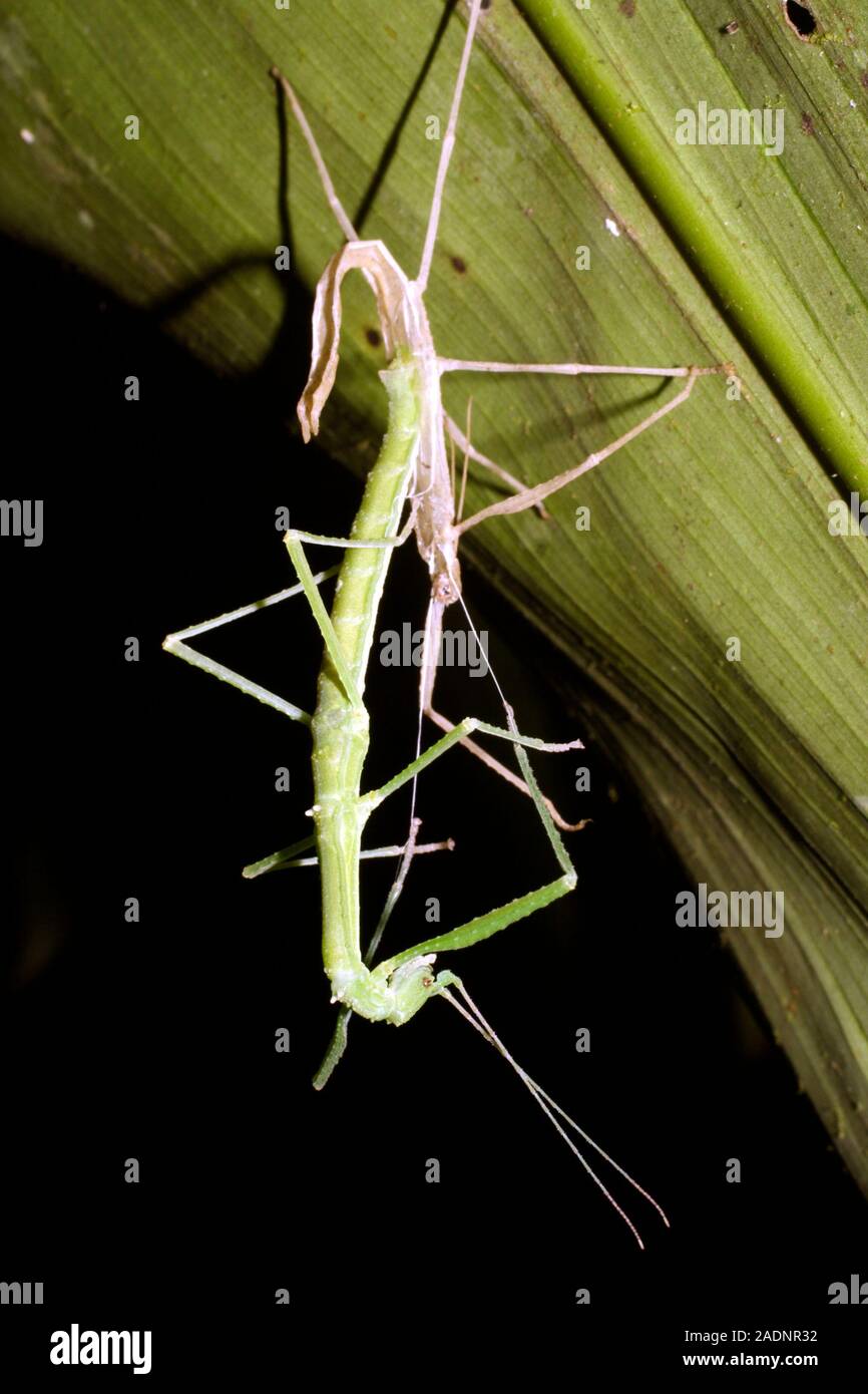 Stick insect moulting. This process, where an insect discards its old ...