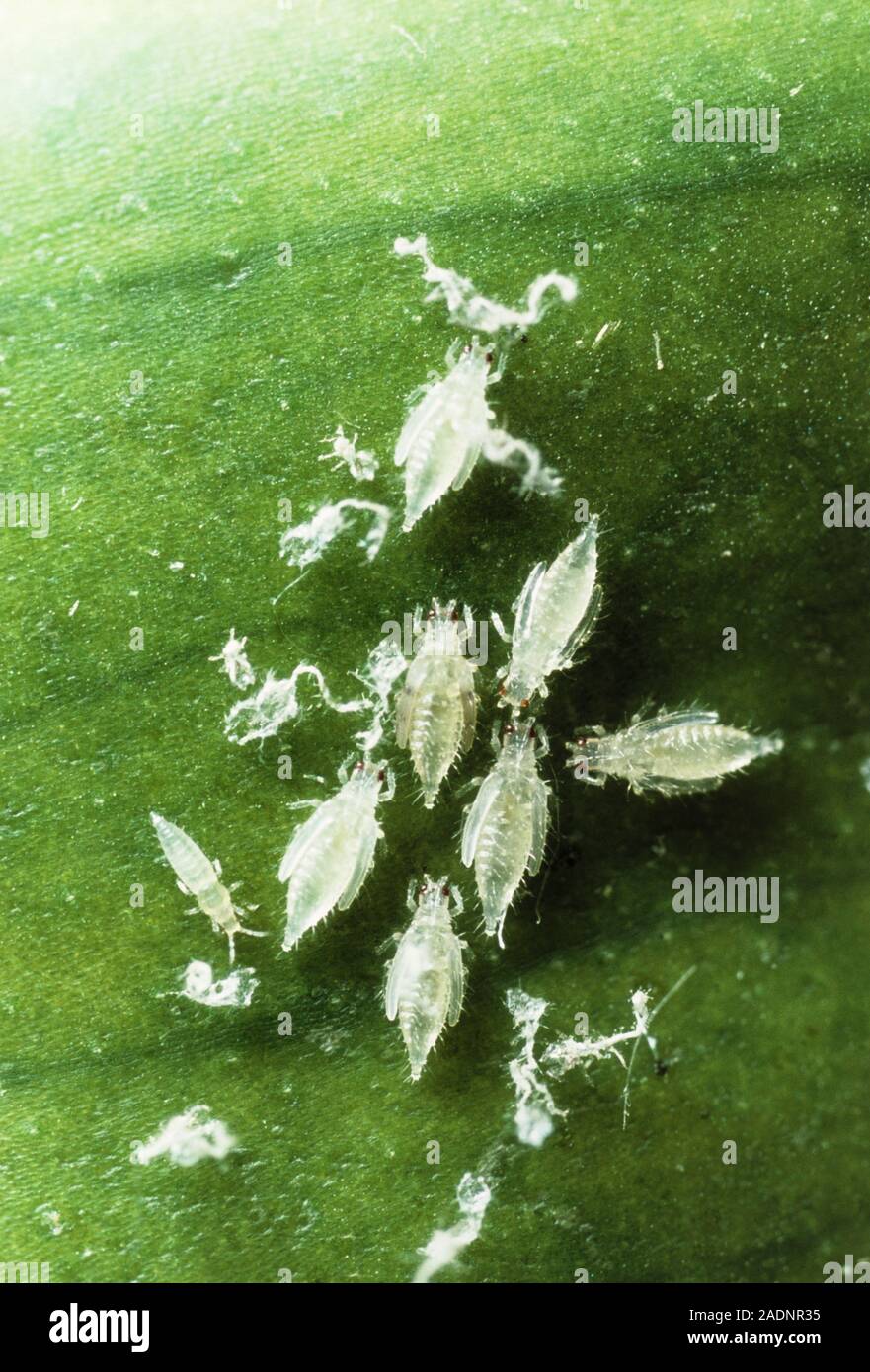 Greenhouse thrip larvae (Heliothrips haemorrhoidalis), macrophotograph ...