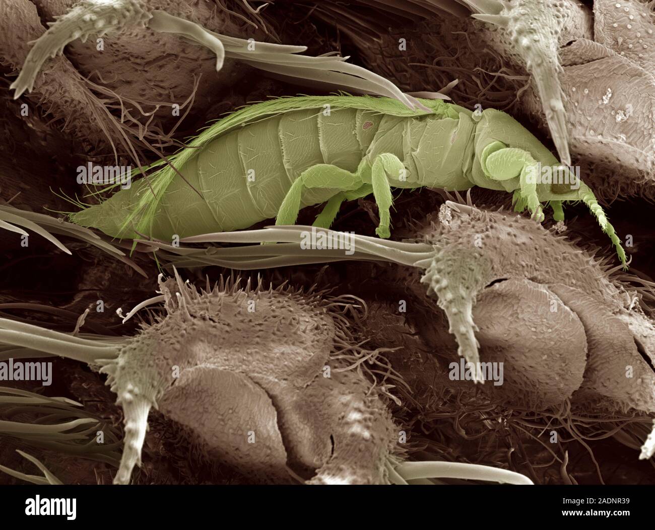 Thrips. Coloured scanning electron micrograph (SEM) of a thrips, or ...