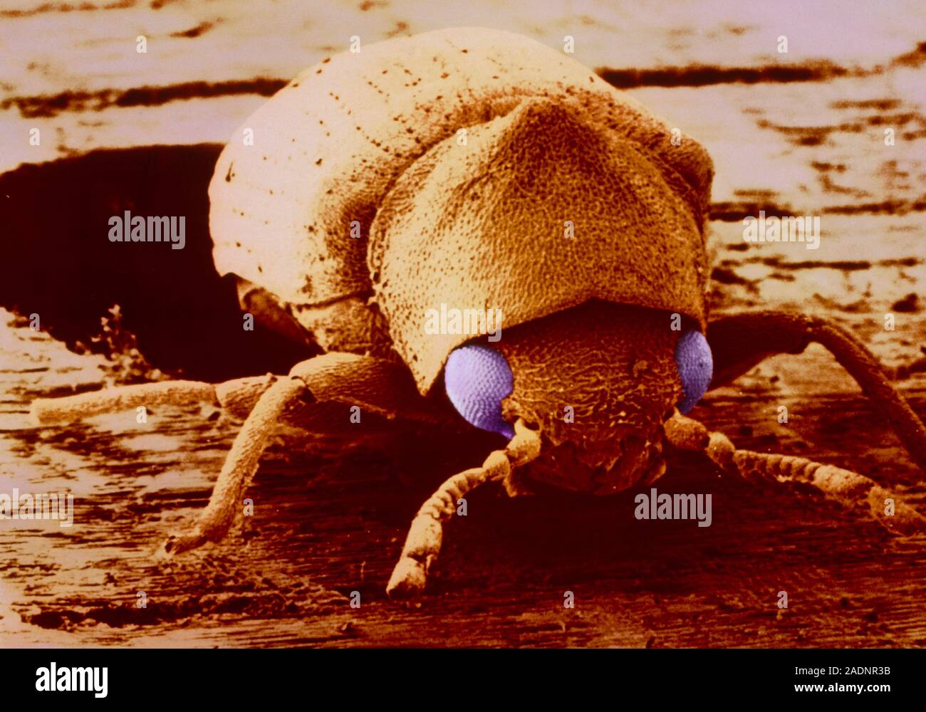 False-colour scanning electron micrograph (SEM) of the woodworm beetle ...
