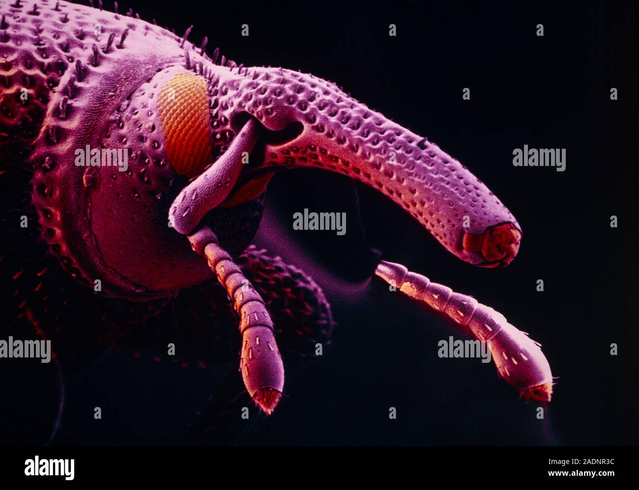 Maize weevil. Coloured scanning electron micrograph (SEM) of the head ...