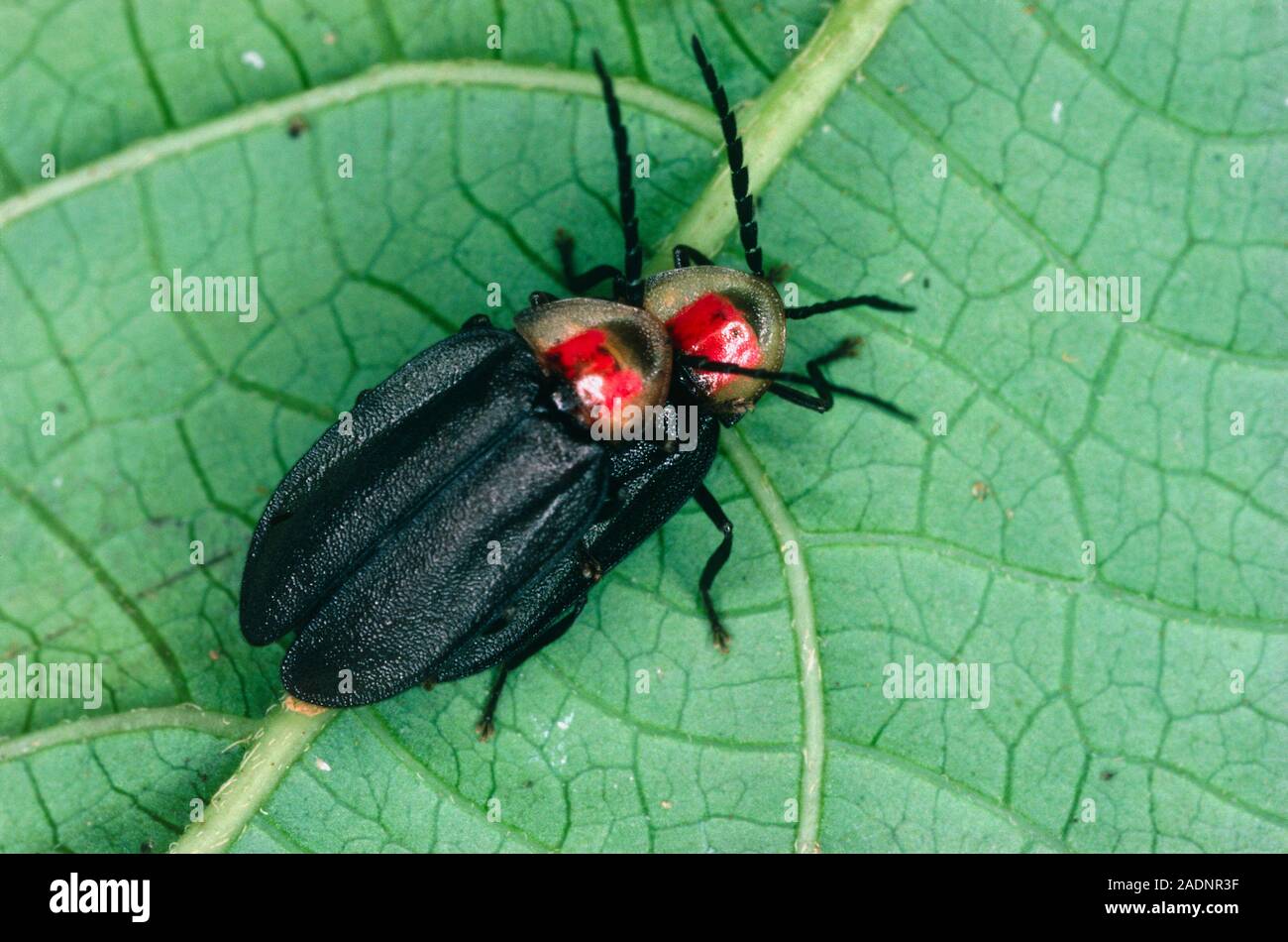 Mating pair of Chrysomelid beetles (subfamily Cassidinae) photographed ...