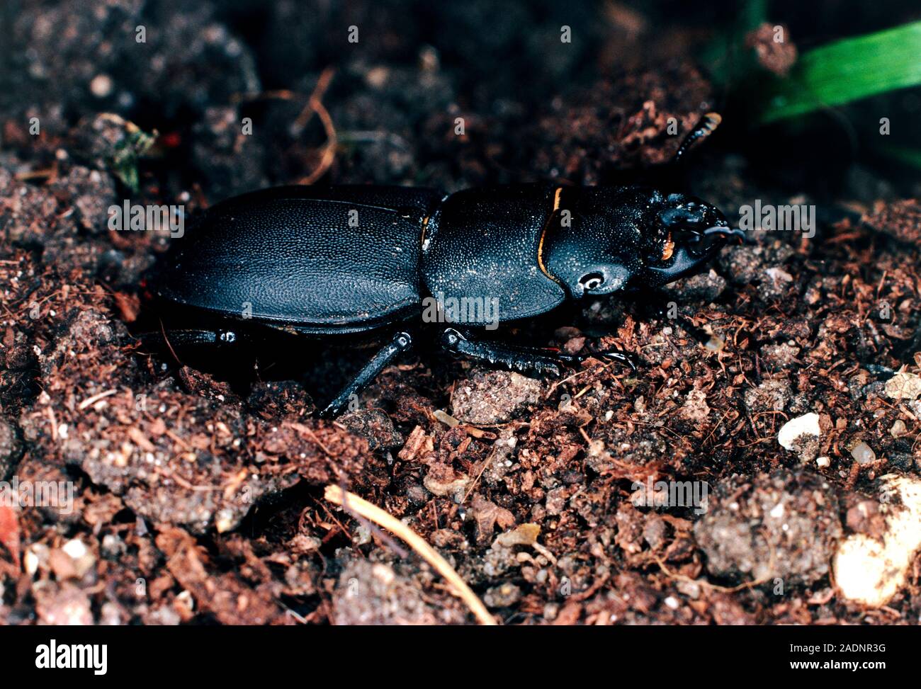 Macrophotograph of the lesser stag beetle Dorcus parallelopipedus ...