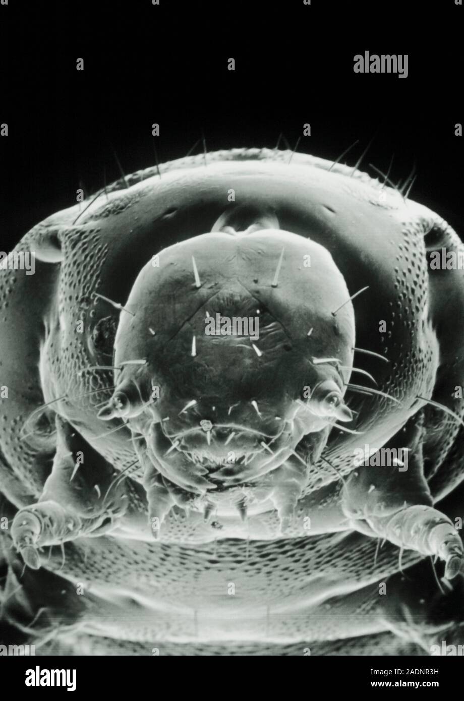 Scanning electron micrograph (SEM) of the larva of a corn rootworm ...