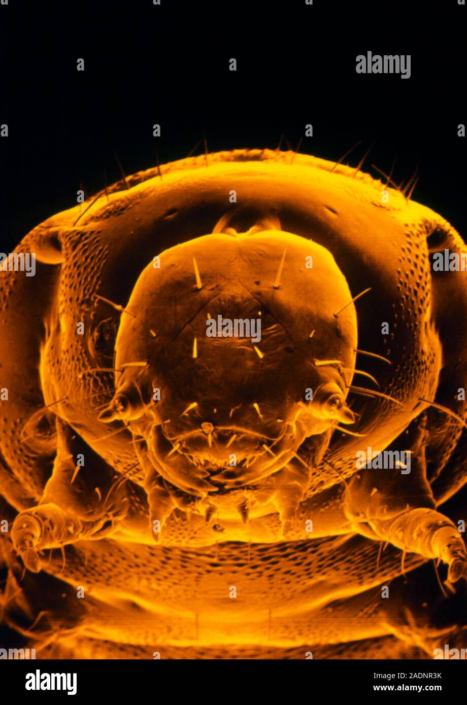 False colour scanning electron micrograph (SEM) of the larva of a corn ...