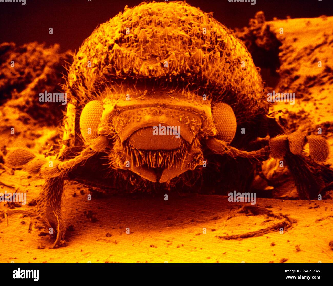 False colour scanning electron micrograph (SEM) of the native South ...