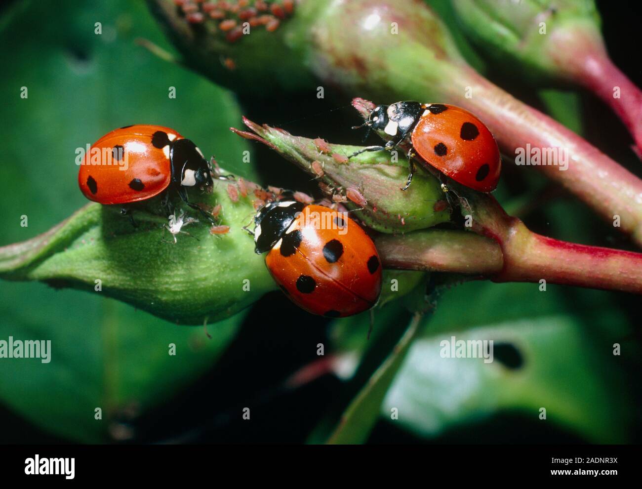 A group of three seven-spotted ladybirds (family Coccinellidae) feeding ...