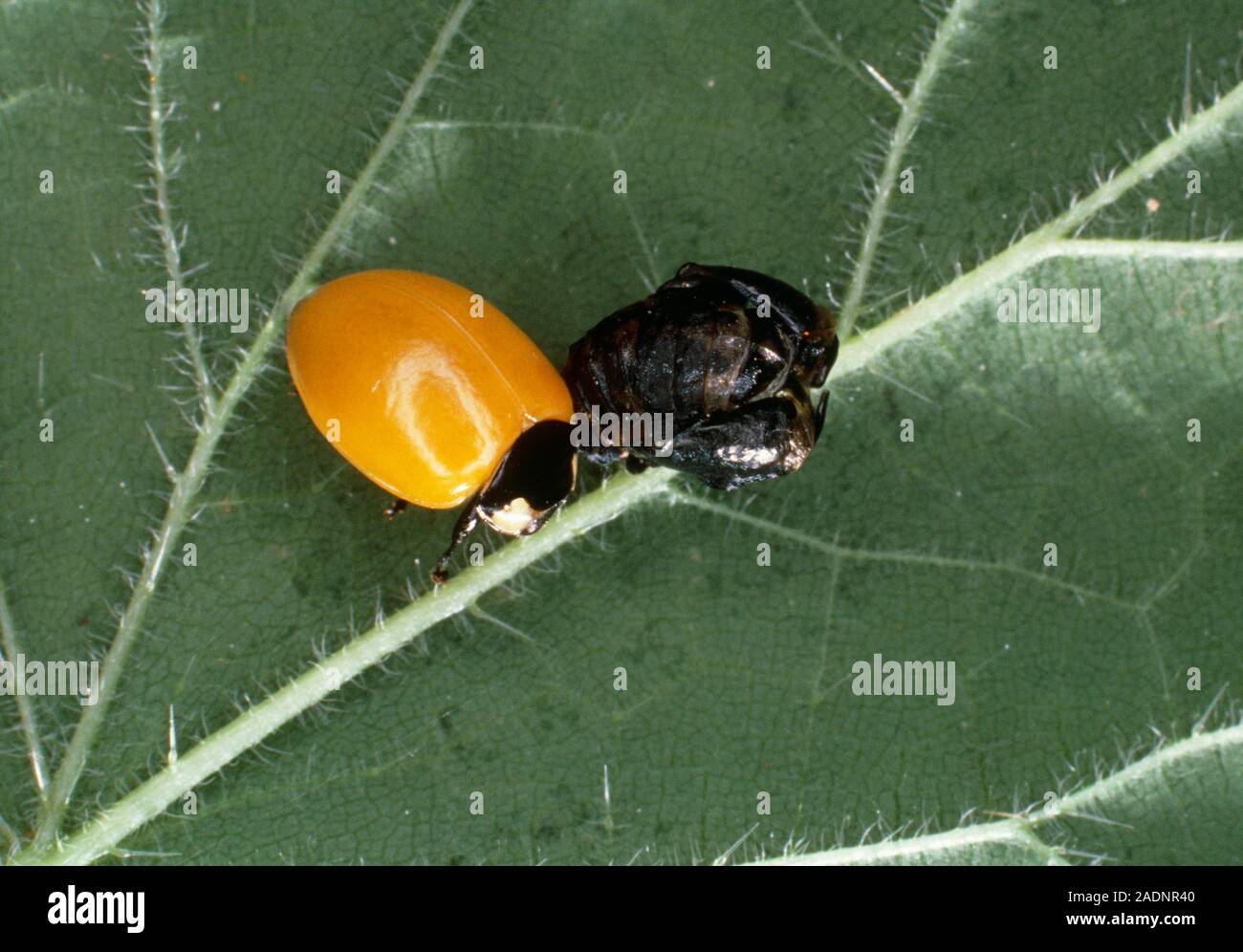 A seven-spotted ladybird Coccinella 7-punctata emerging from its pupal ...
